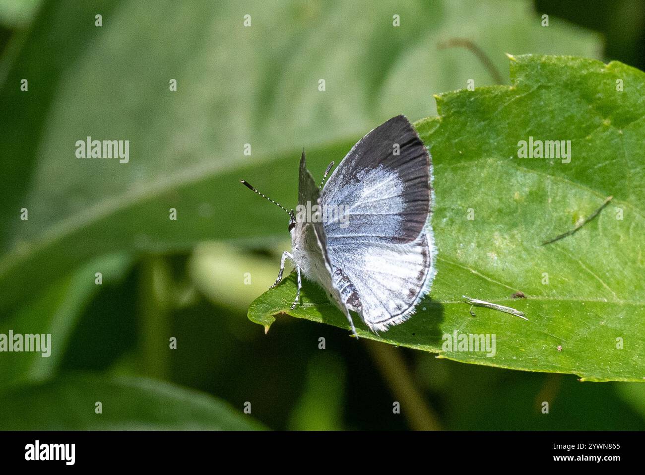 Summer Azure (Celastrina neglecta Stock Photo - Alamy