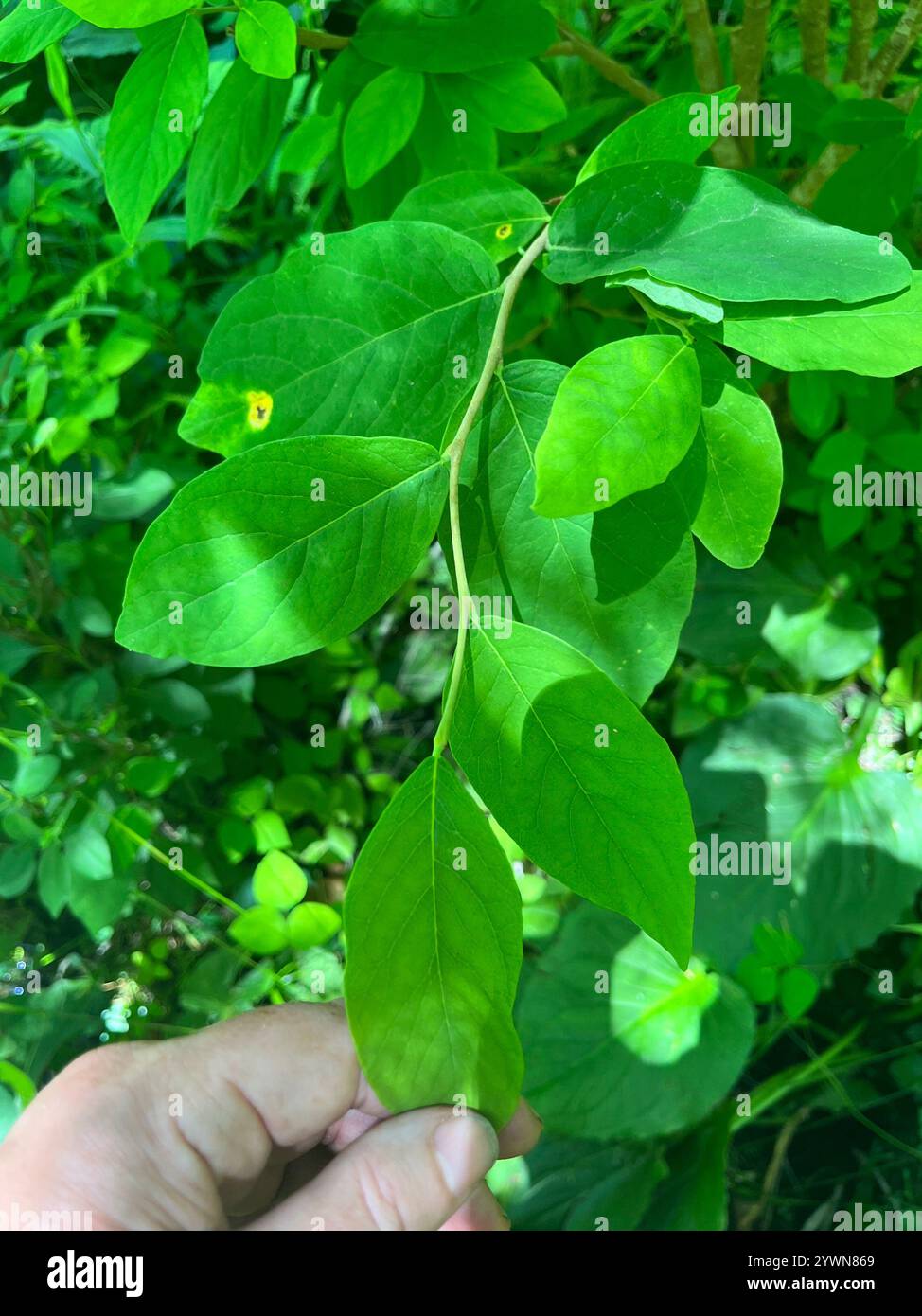 eastern leatherwood (Dirca palustris Stock Photo - Alamy