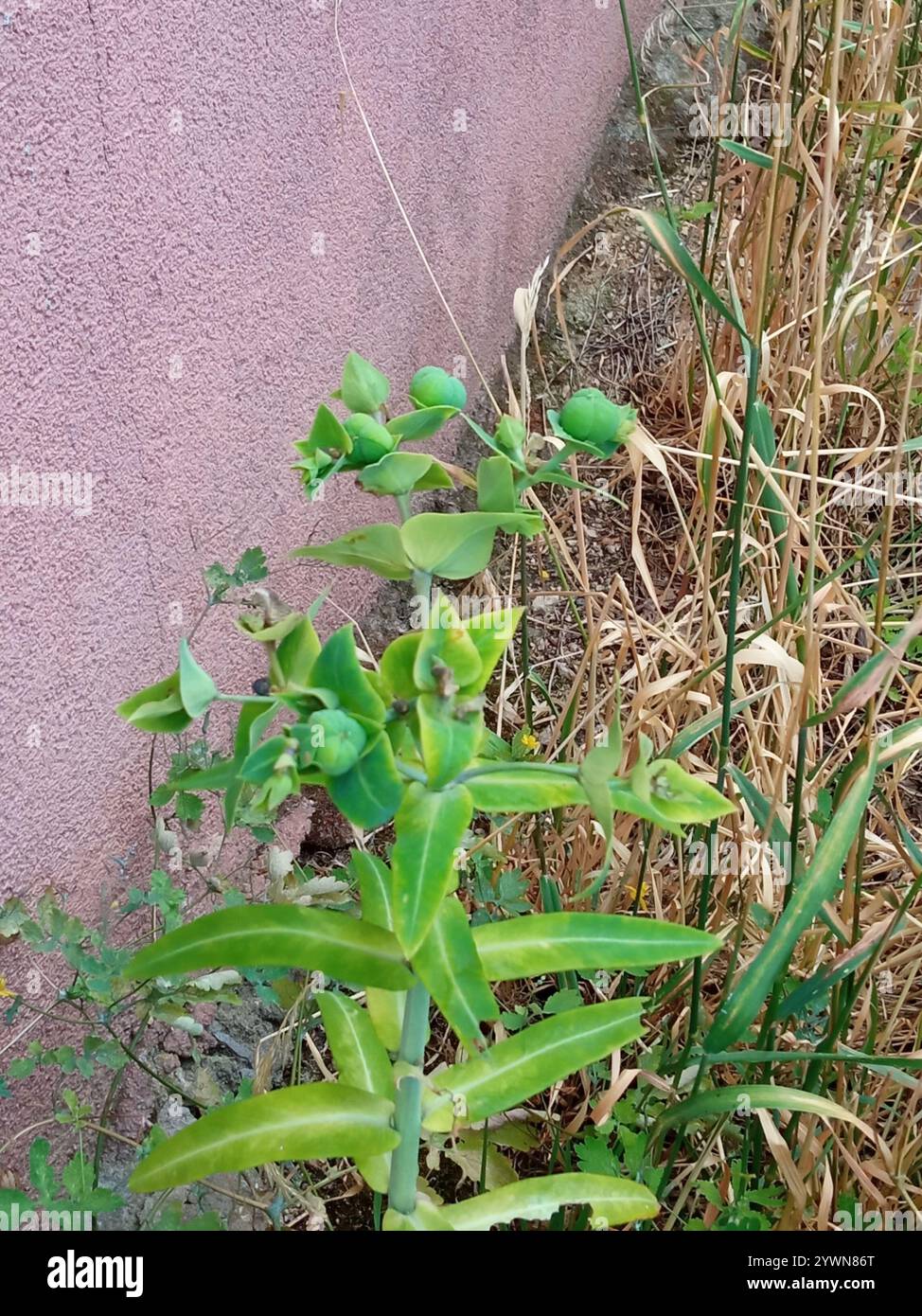 caper spurge (Euphorbia lathyris Stock Photo - Alamy