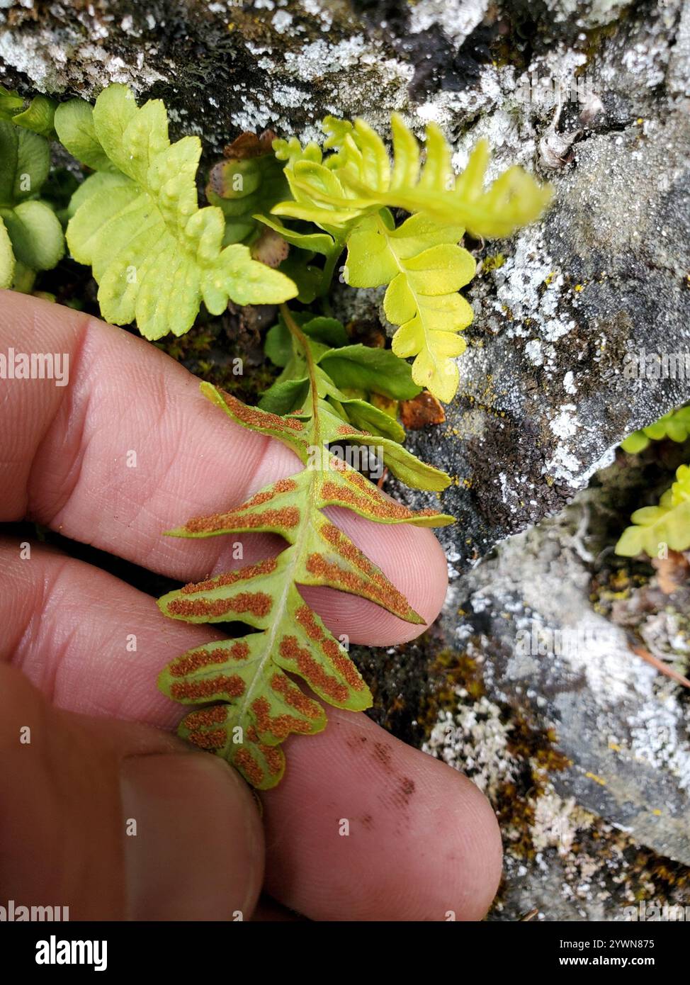 western polypody (Polypodium hesperium Stock Photo - Alamy