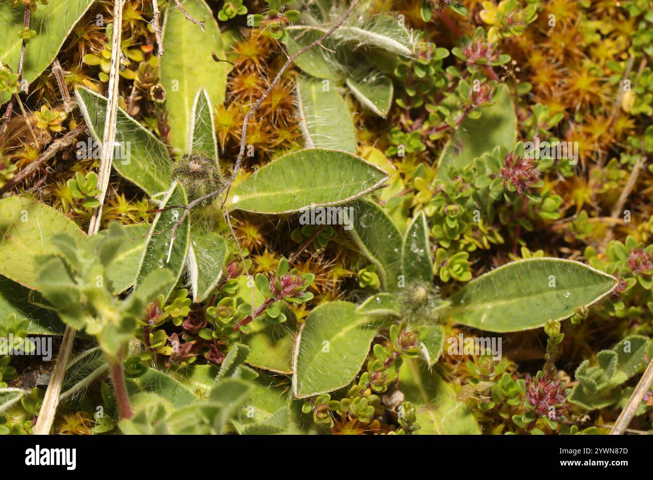mouse-eared hawkweed (Pilosella officinarum Stock Photo - Alamy