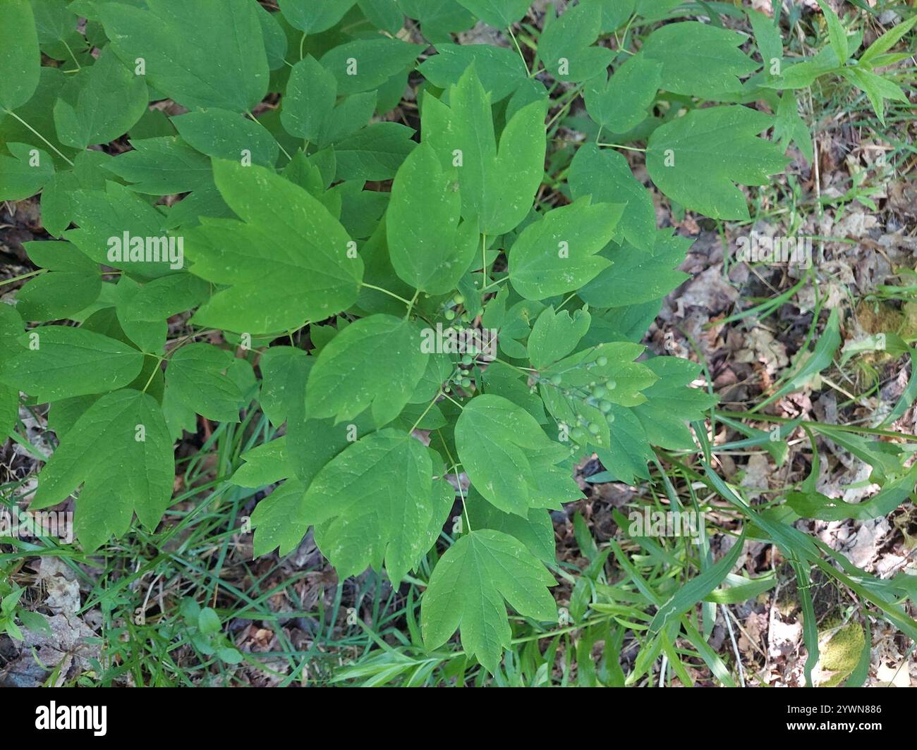 blue cohosh (Caulophyllum thalictroides Stock Photo - Alamy