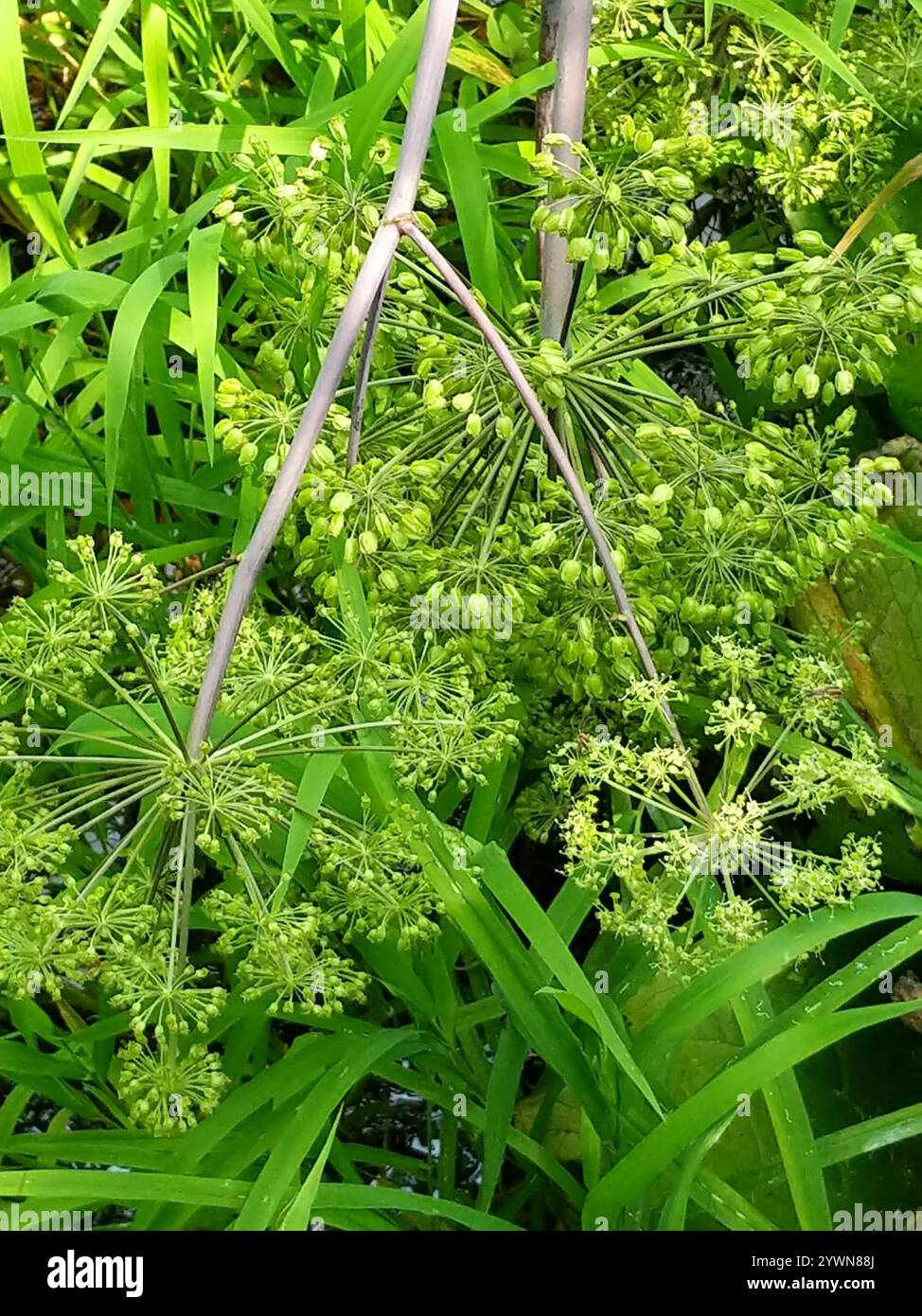purple-stemmed angelica (Angelica atropurpurea Stock Photo - Alamy