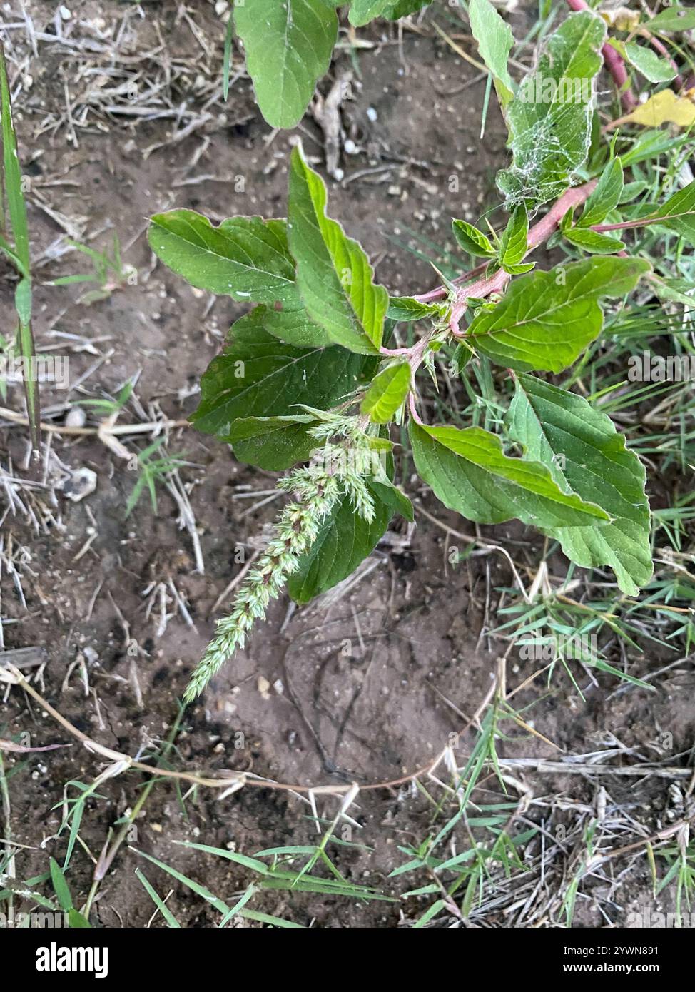 Amaranthus spinosus hi-res stock photography and images - Alamy