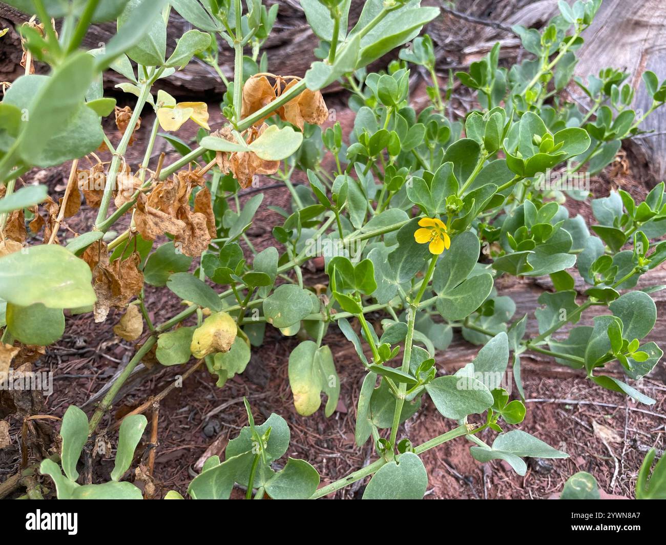 Pointed Twinleaf (Roepera apiculata Stock Photo - Alamy