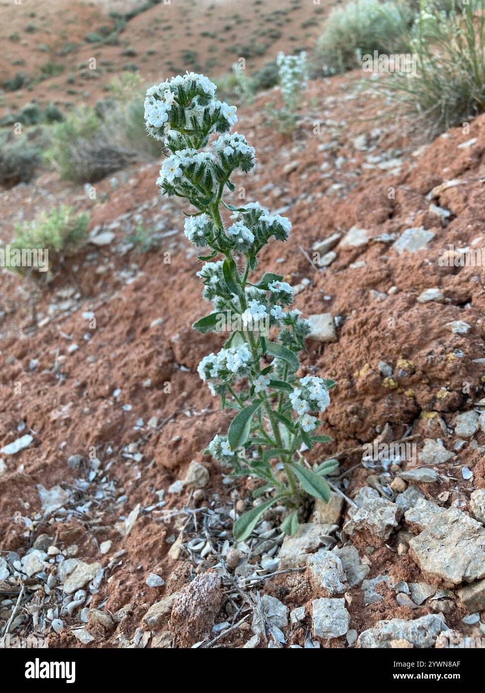 Cockscomb Oreocarya (Oreocarya glomerata Stock Photo - Alamy