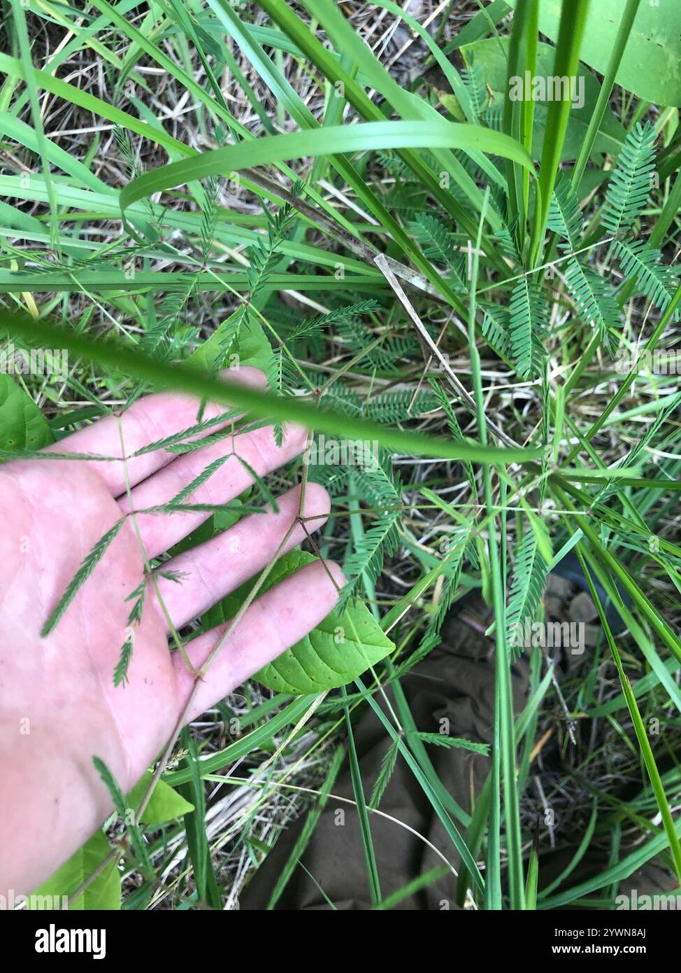 Yellow Puff (Neptunia lutea Stock Photo - Alamy