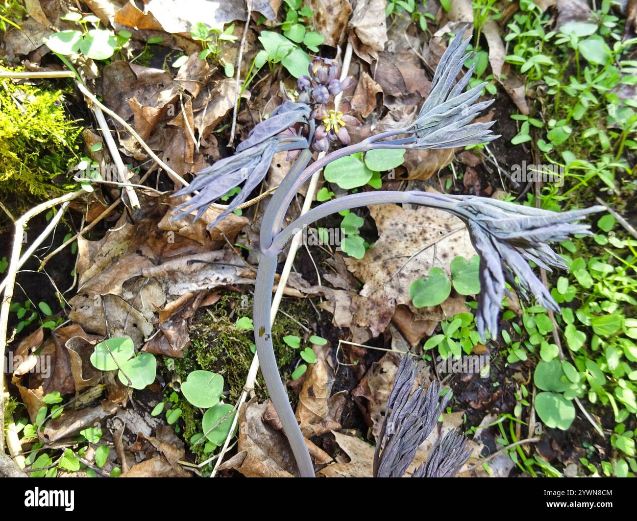early blue cohosh (Caulophyllum giganteum Stock Photo - Alamy