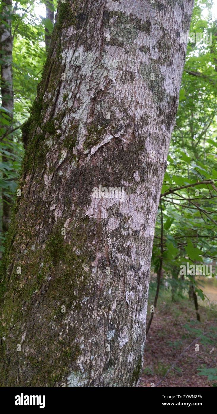 southern sugar maple (Acer floridanum Stock Photo - Alamy