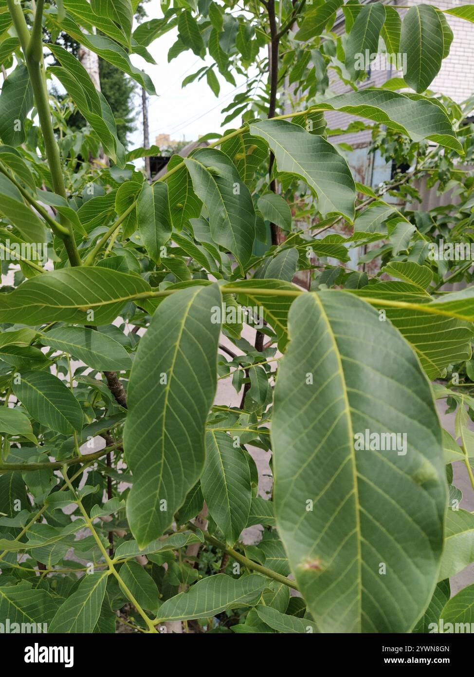 Persian walnut (Juglans regia Stock Photo - Alamy