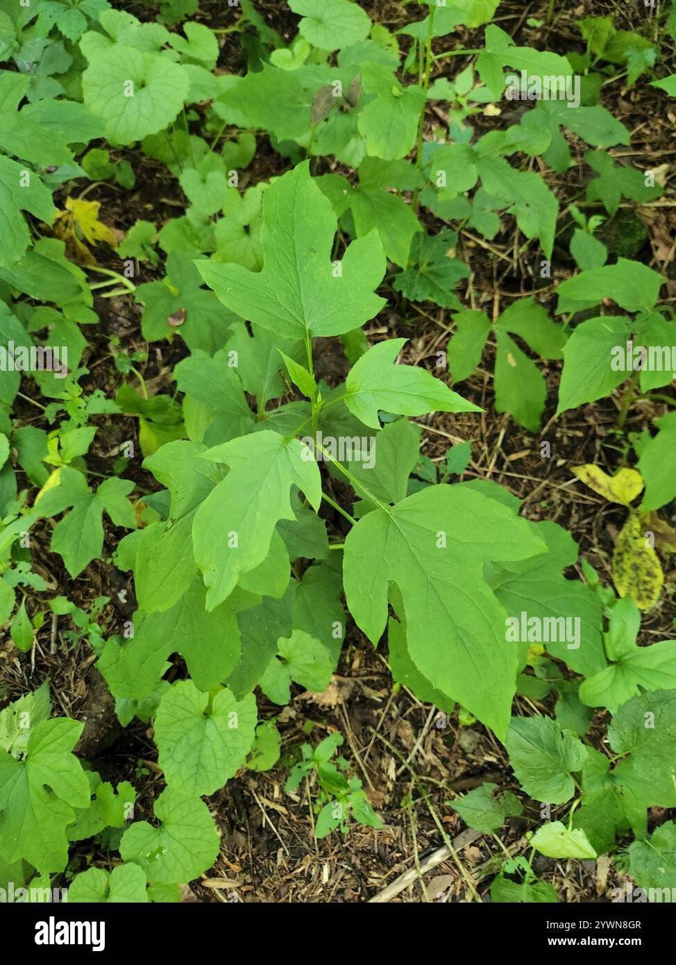 tall rattlesnake root (Nabalus altissimus Stock Photo - Alamy