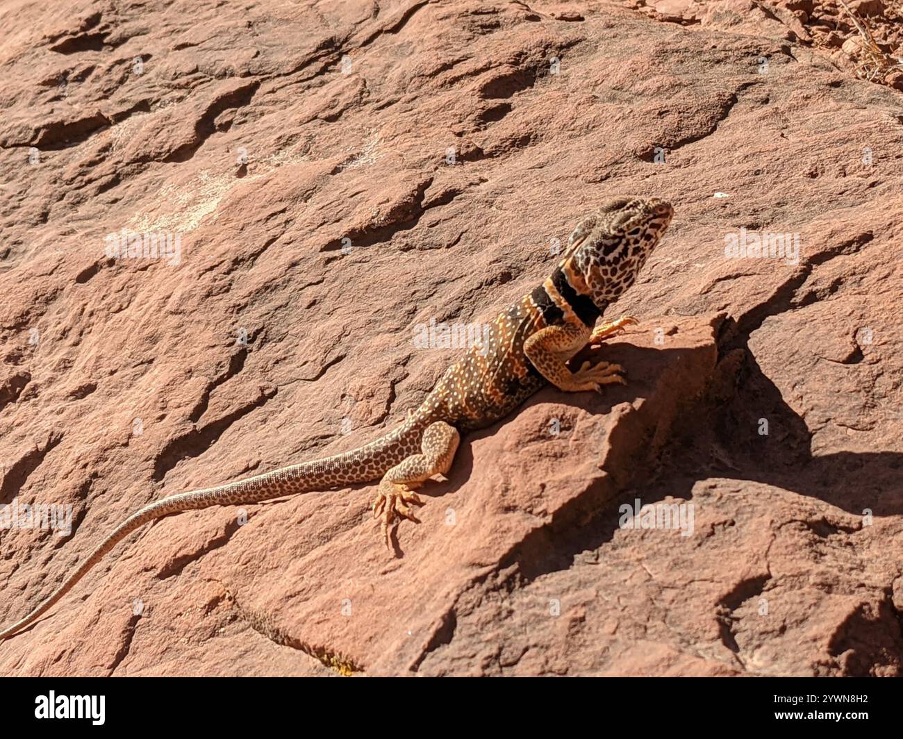 Desert Collared Lizard (Crotaphytus bicinctores Stock Photo - Alamy