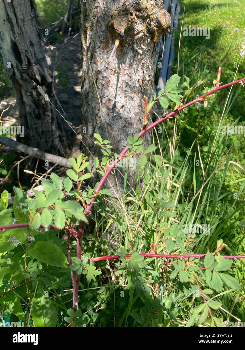 Red-leaved Rose (Rosa glauca Stock Photo - Alamy