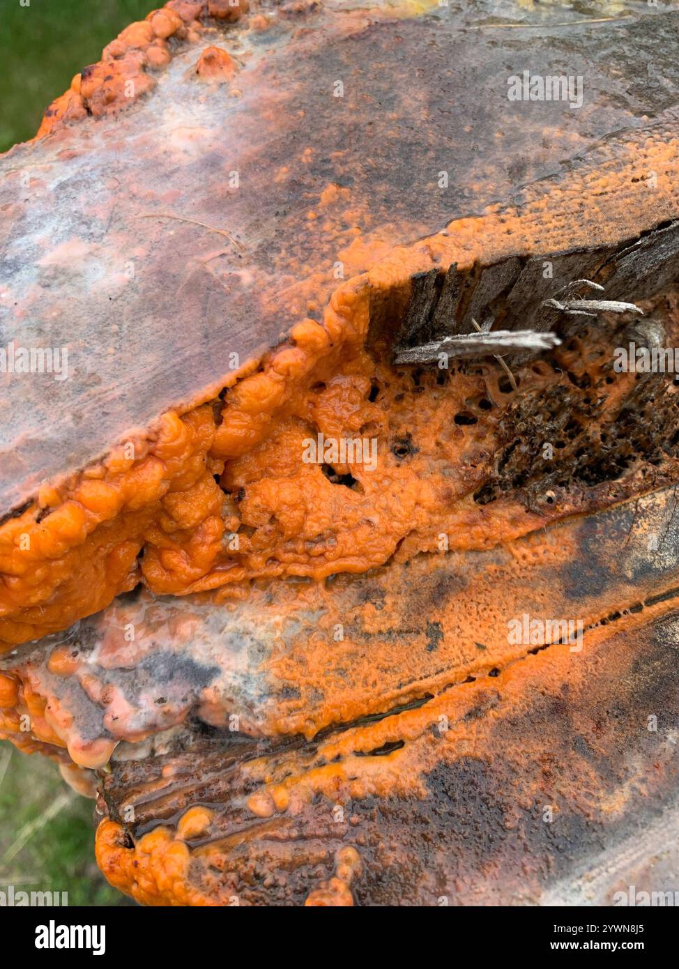 deer vomit (Fusicolla merismoides Stock Photo - Alamy