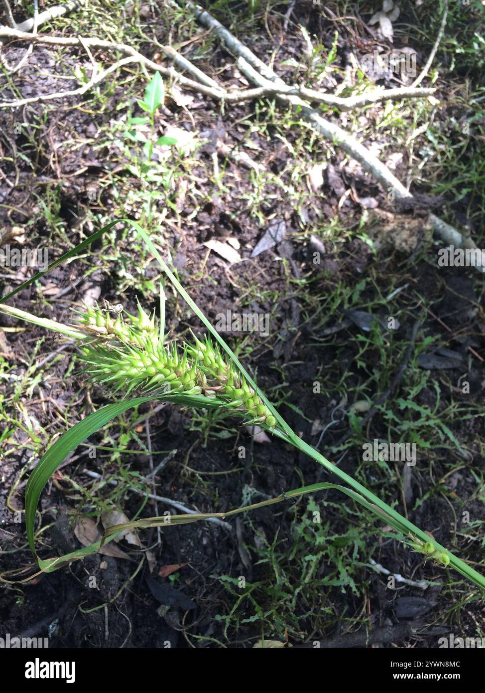 hop sedge (Carex lupulina Stock Photo - Alamy