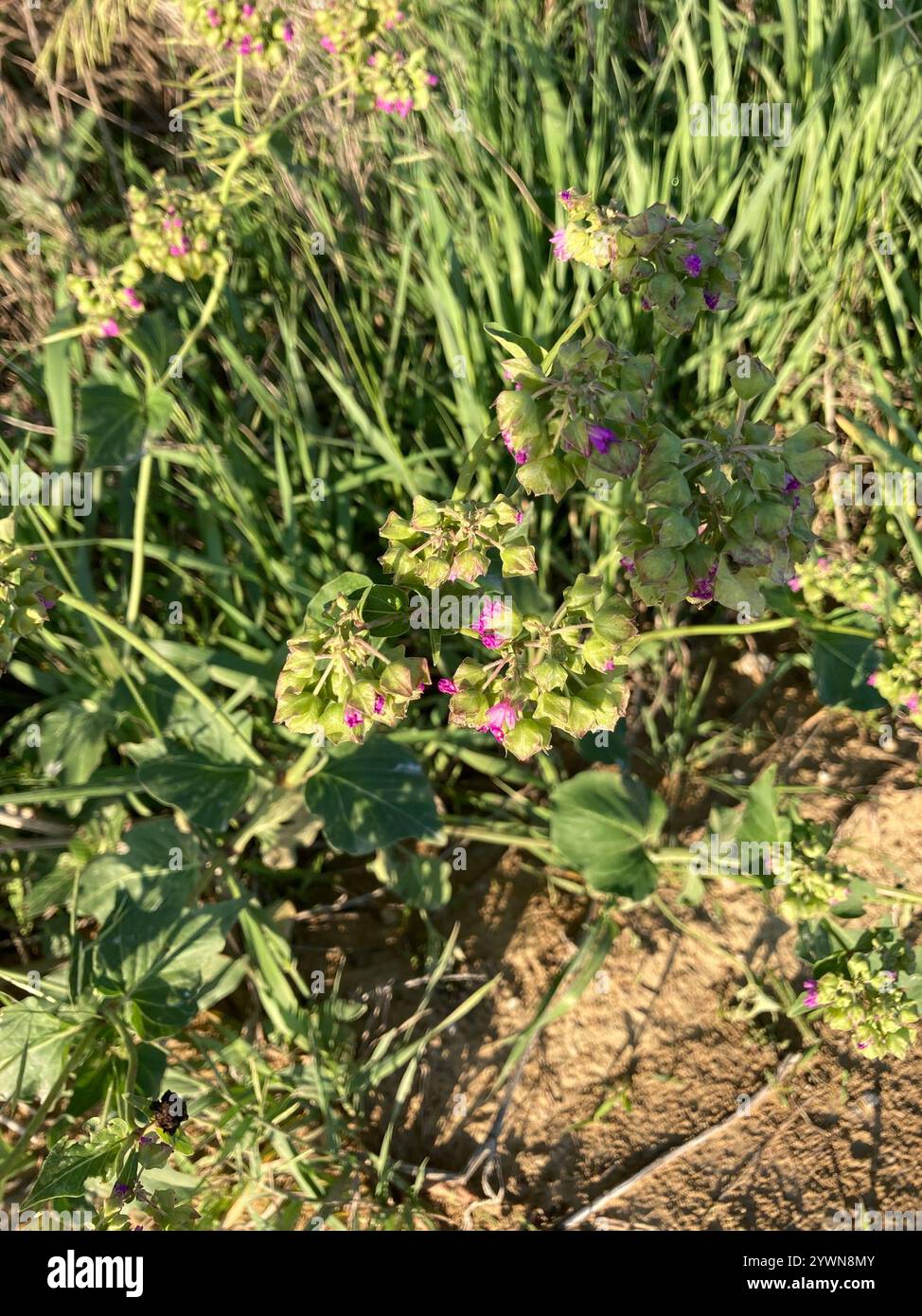 Wild Four o'Clock (Mirabilis nyctaginea Stock Photo - Alamy