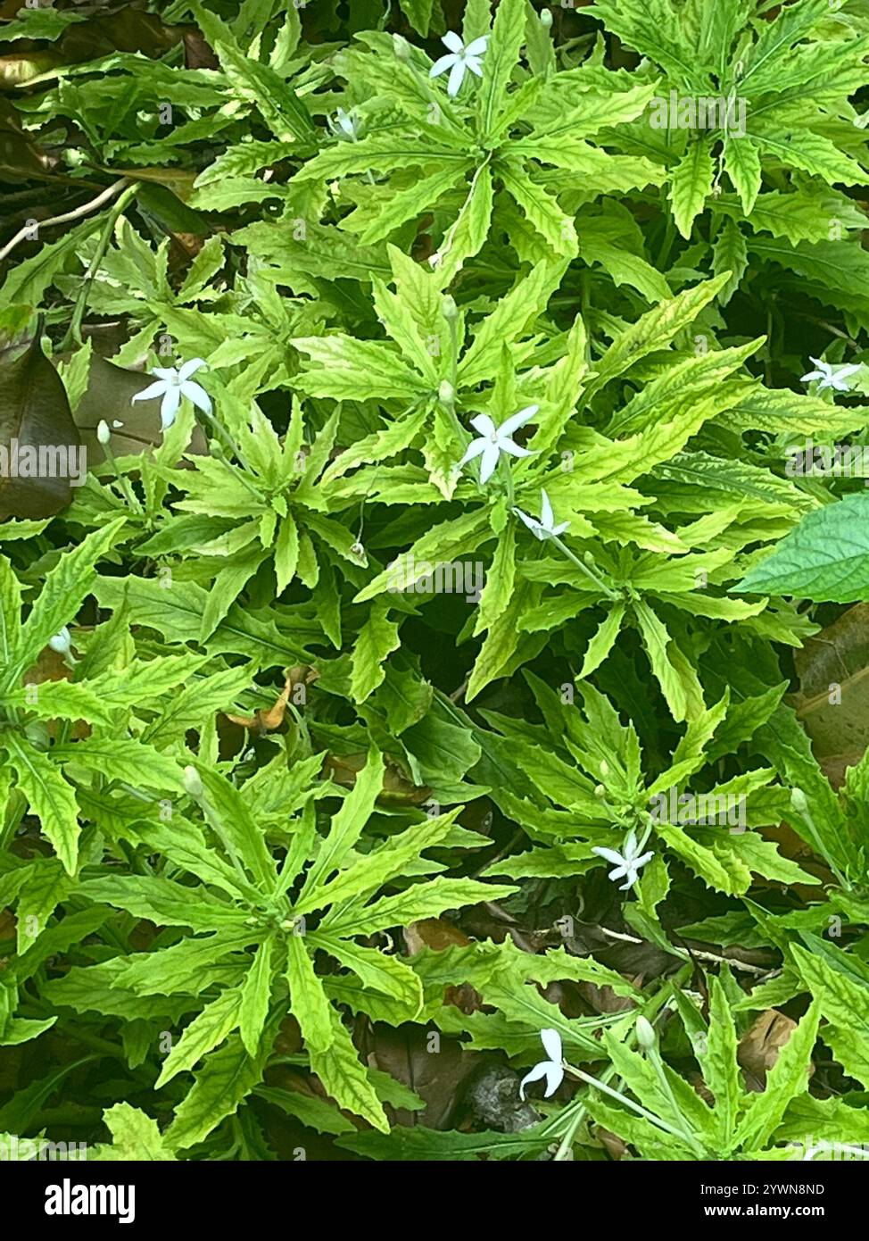 Star of Bethlehem (Hippobroma longiflora Stock Photo - Alamy