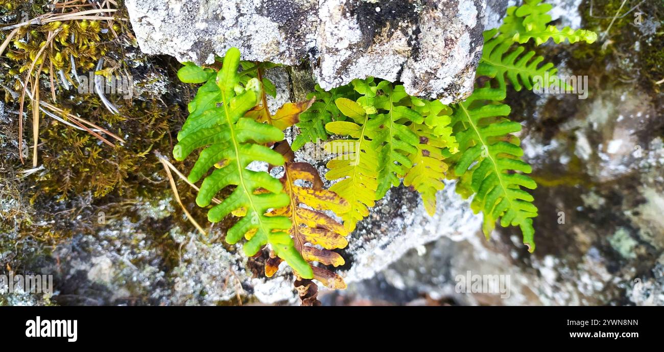 common polypody (Polypodium vulgare Stock Photo - Alamy