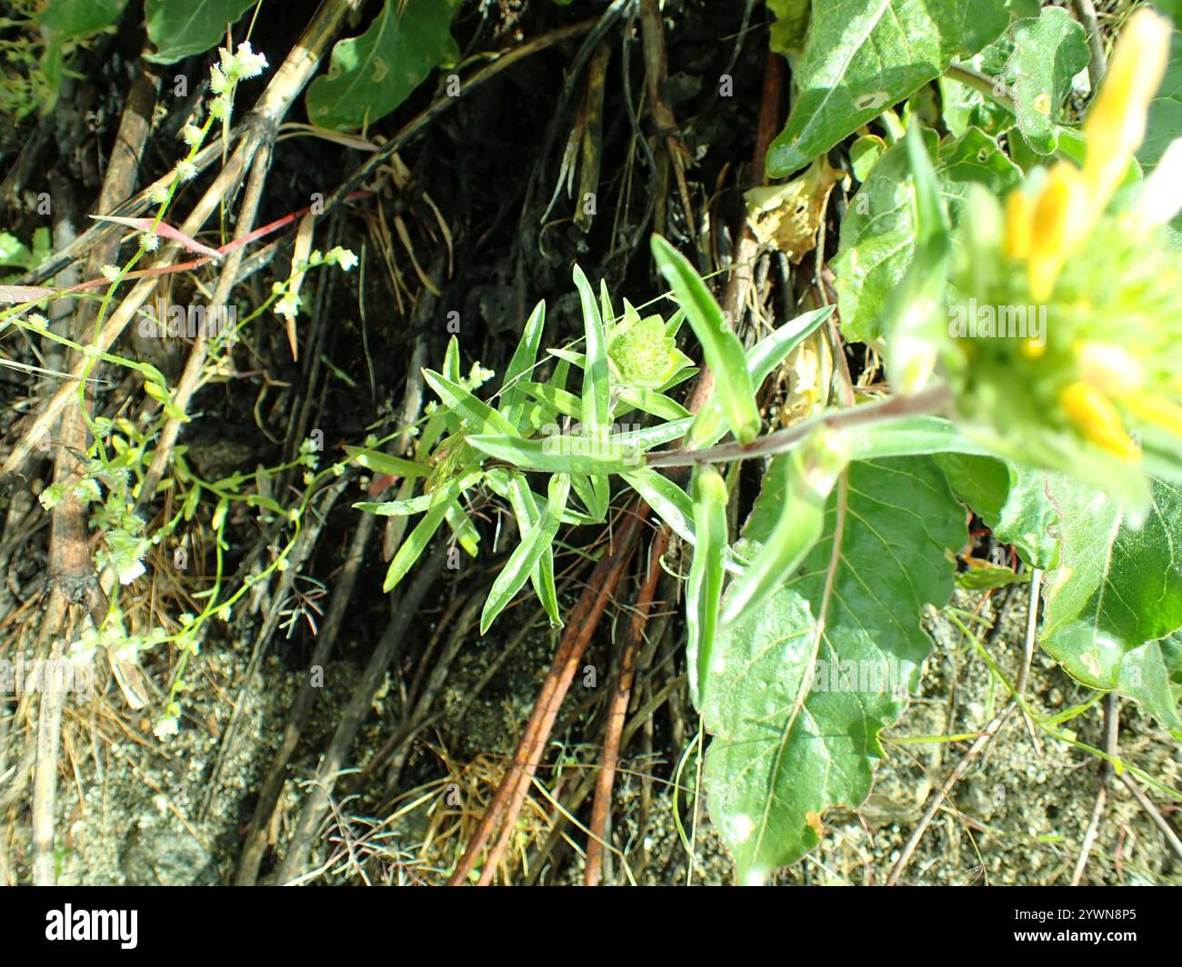 grand collomia (Collomia grandiflora Stock Photo - Alamy