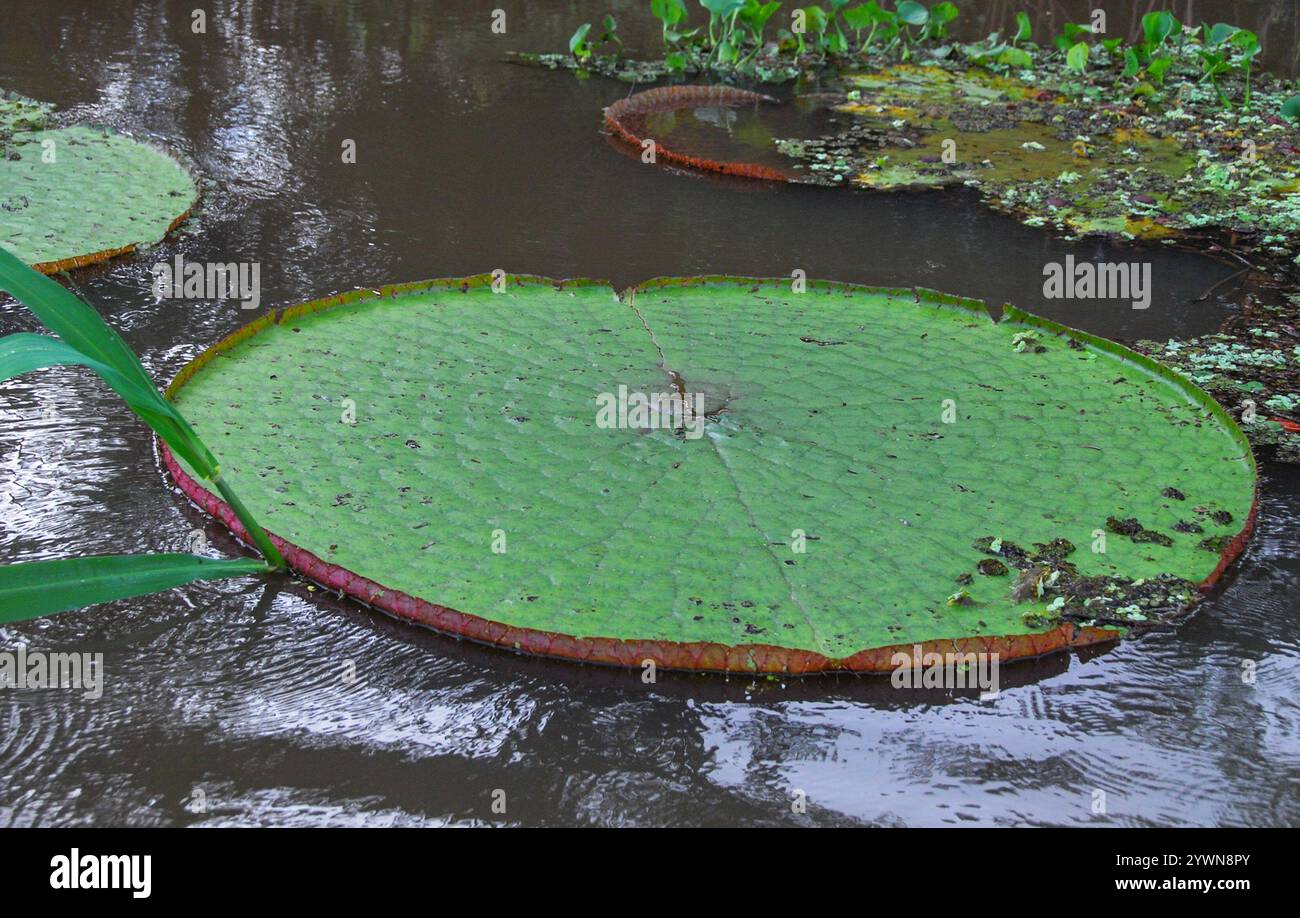 Amazon Giant Waterlily (Victoria amazonica Stock Photo - Alamy