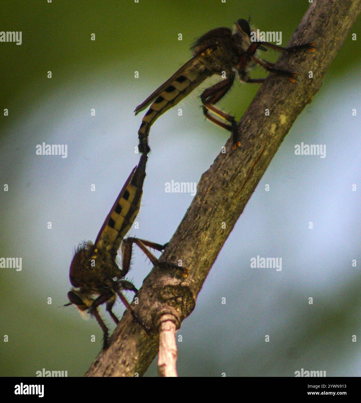 Maroon-legged Lion Fly (Promachus hinei Stock Photo - Alamy