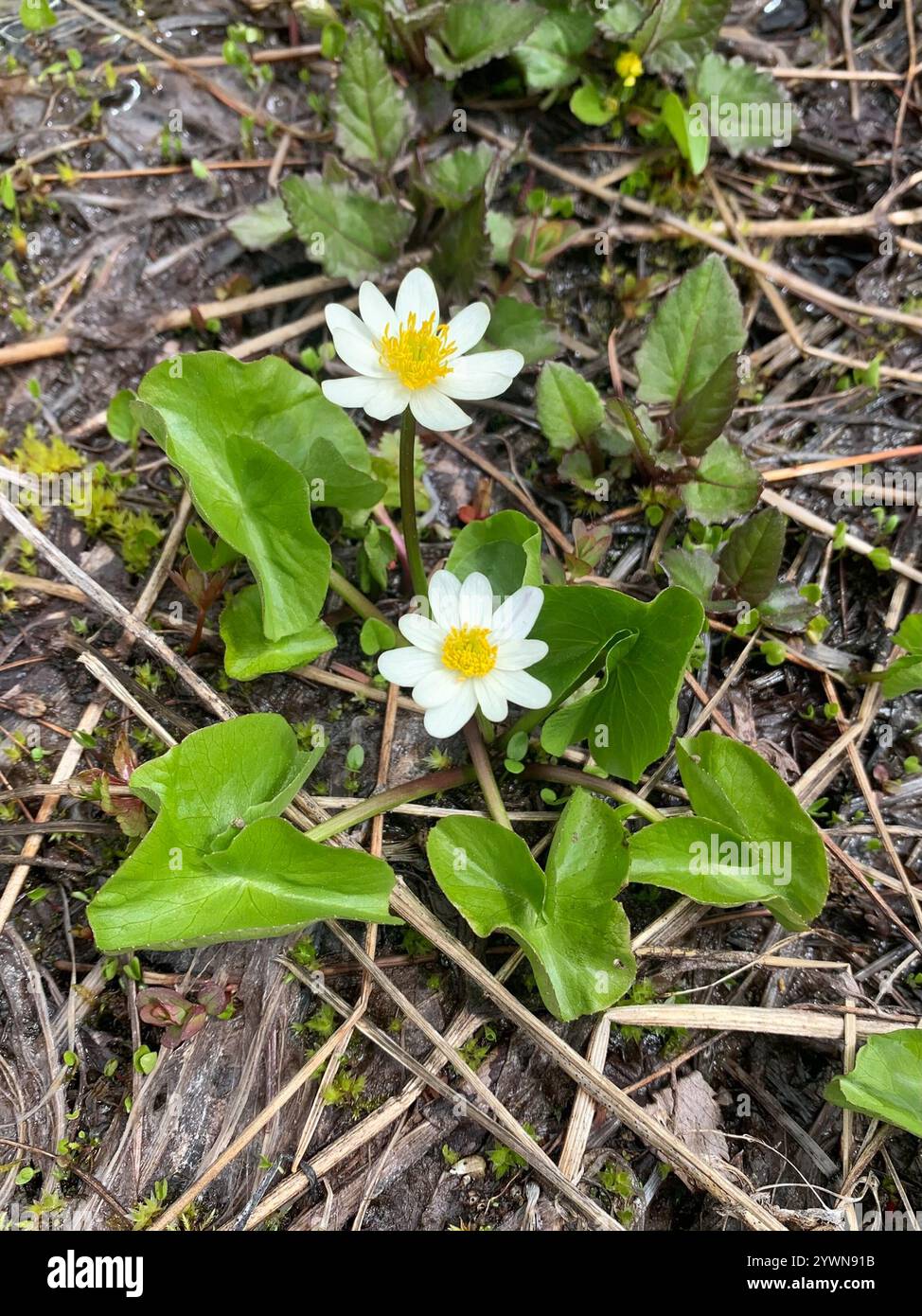 white marsh marigold (Caltha leptosepala Stock Photo - Alamy
