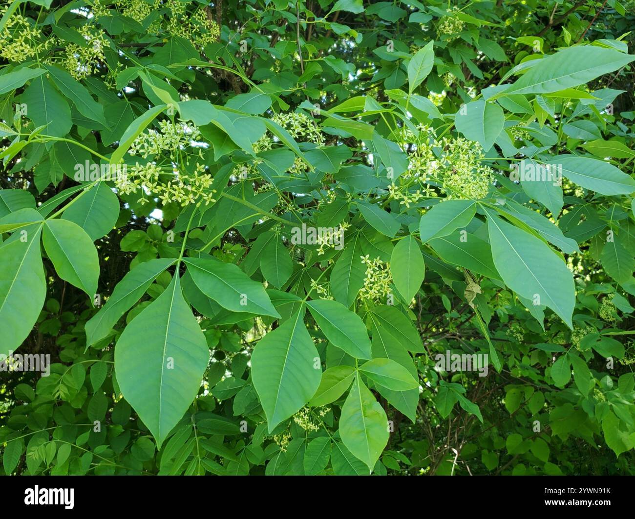 common hoptree (Ptelea trifoliata Stock Photo - Alamy