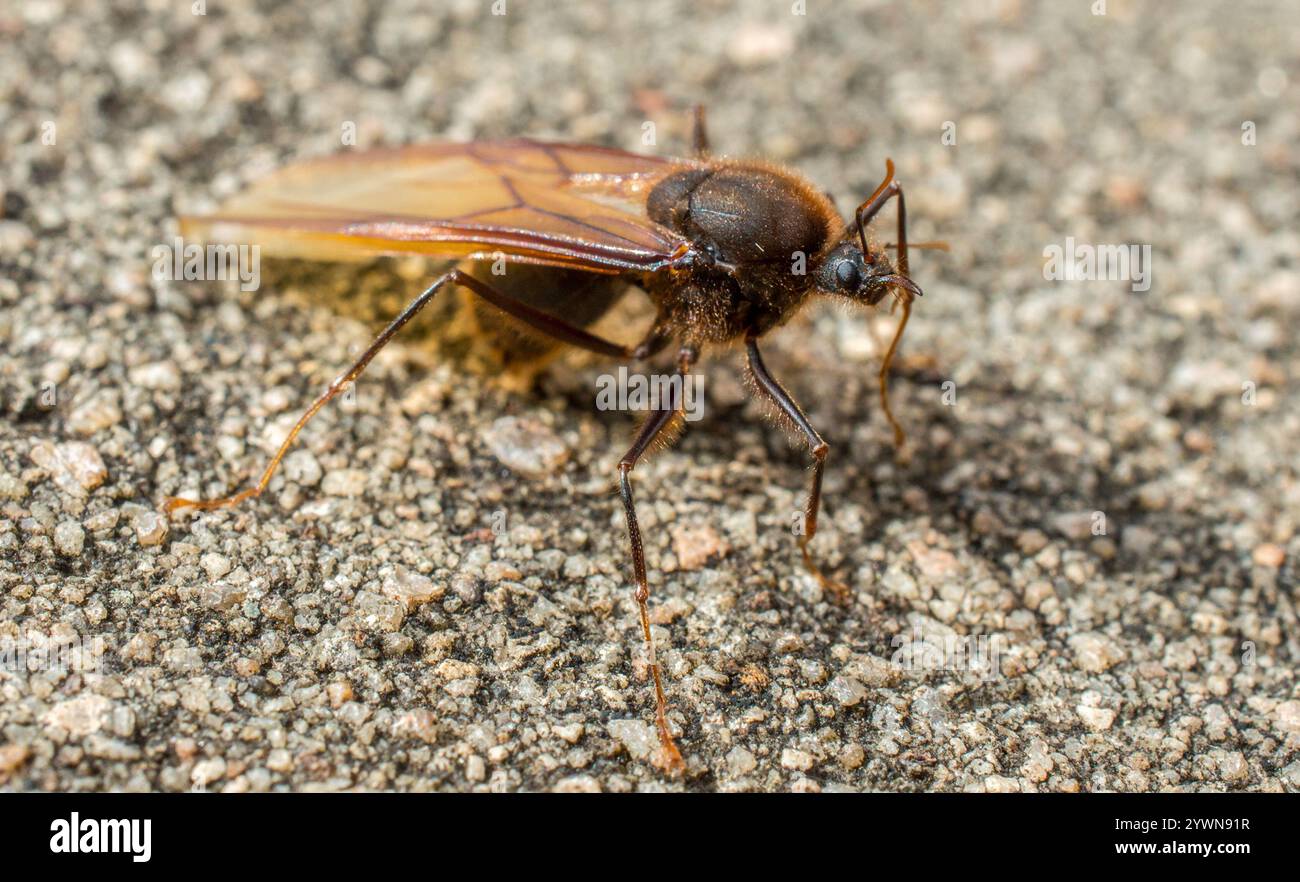 Atta Leaf-cutter Ants (Atta Stock Photo - Alamy