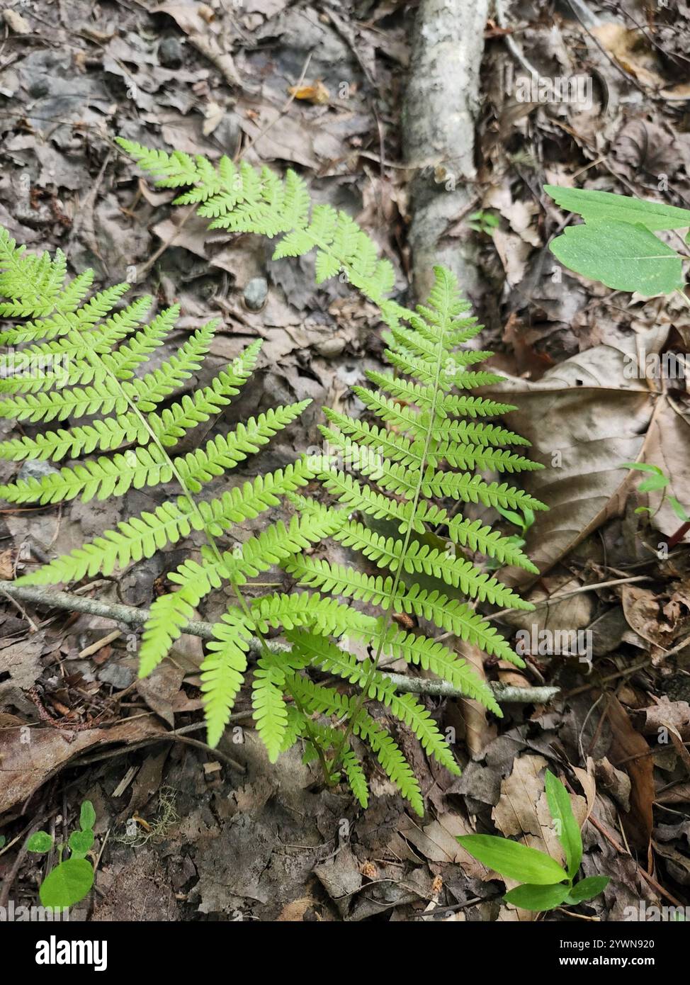 New York fern (Amauropelta noveboracensis Stock Photo - Alamy