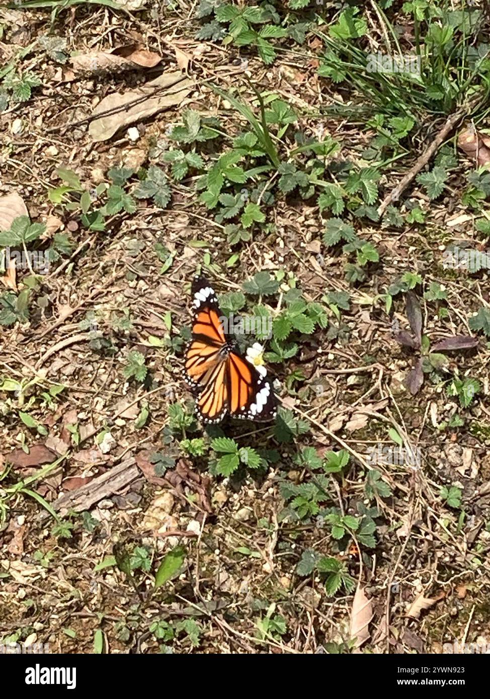Common Tiger Butterfly (Danaus genutia Stock Photo - Alamy