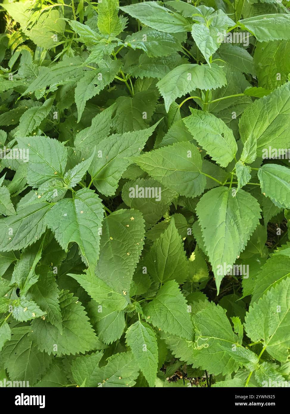 false nettles and allies (Boehmeria Stock Photo - Alamy