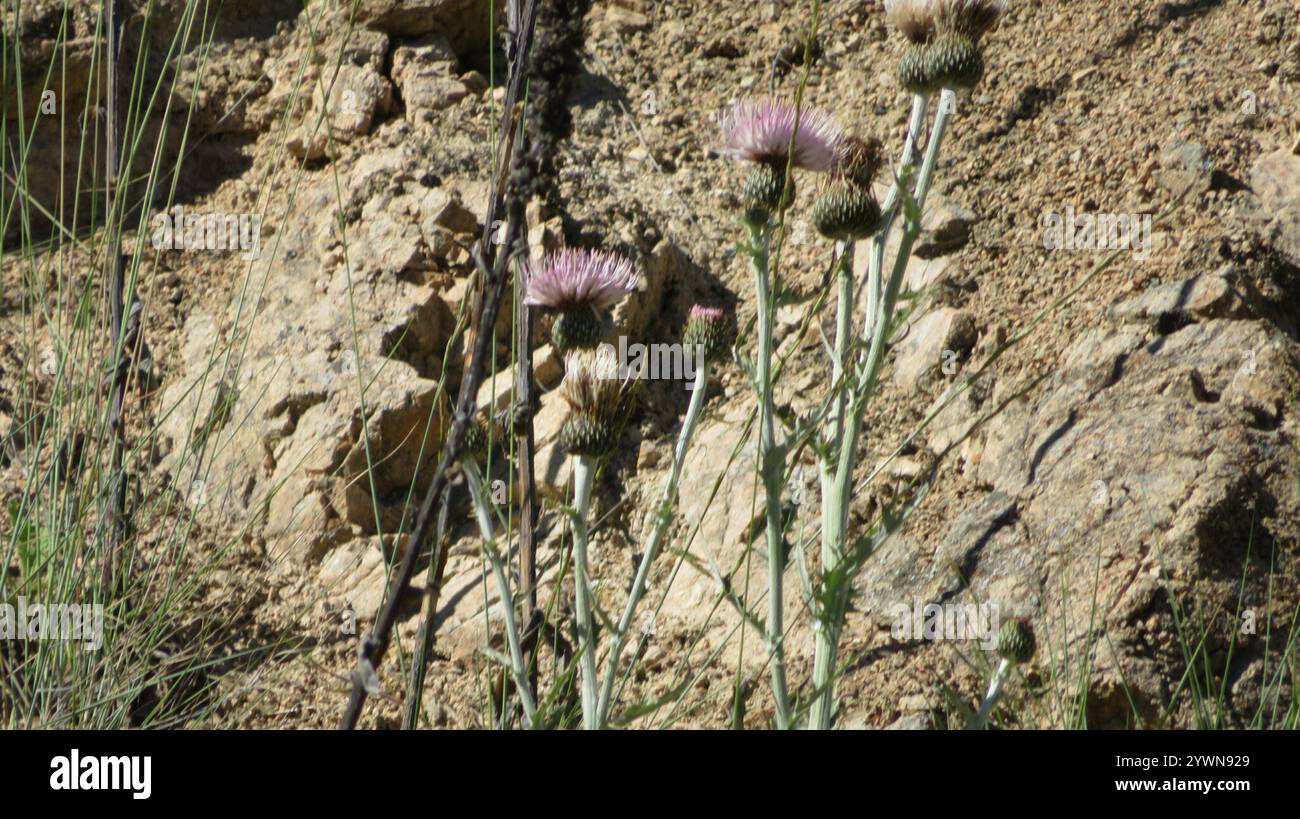 wavyleaf thistle (Cirsium undulatum Stock Photo - Alamy