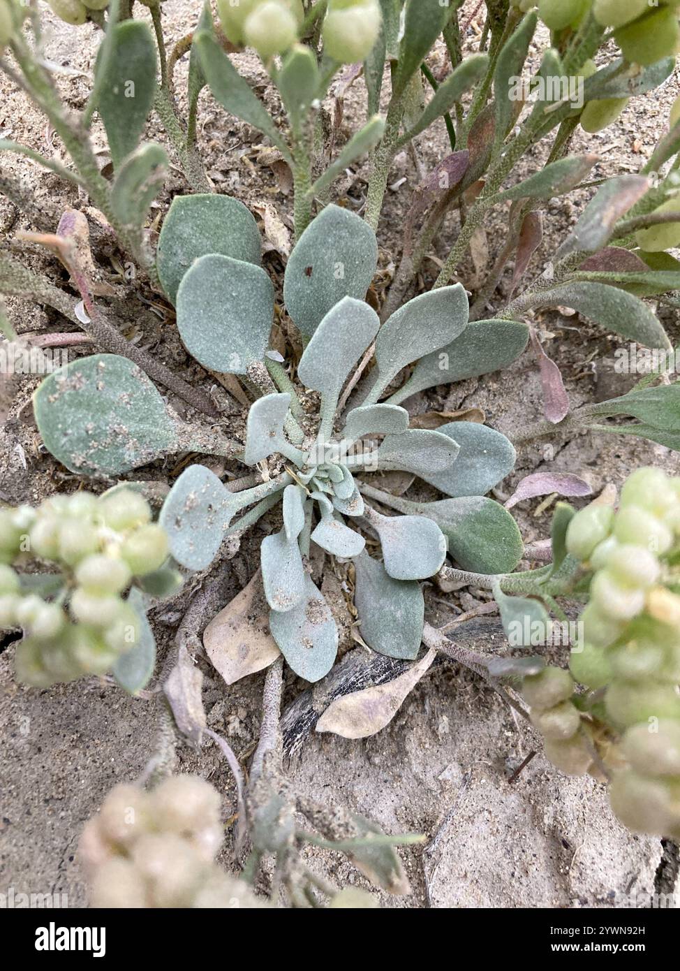 Double Bladderpod (Physaria acutifolia Stock Photo - Alamy