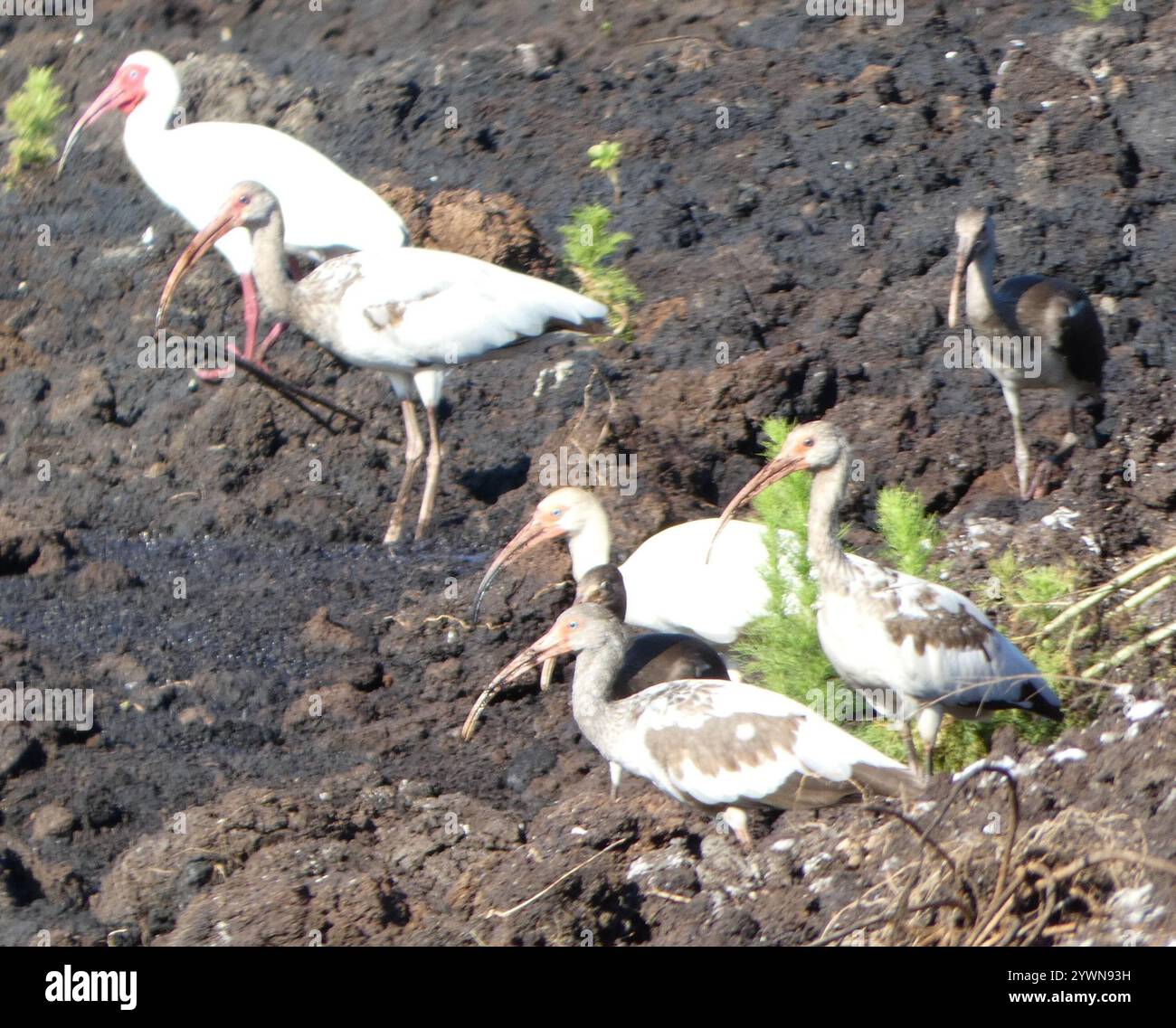 White Ibis (Eudocimus albus Stock Photo - Alamy