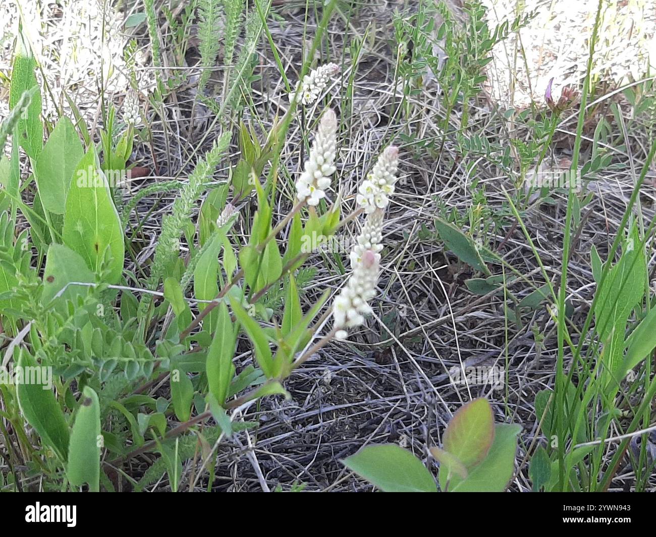 Seneca snakeroot (Senega officinalis Stock Photo - Alamy