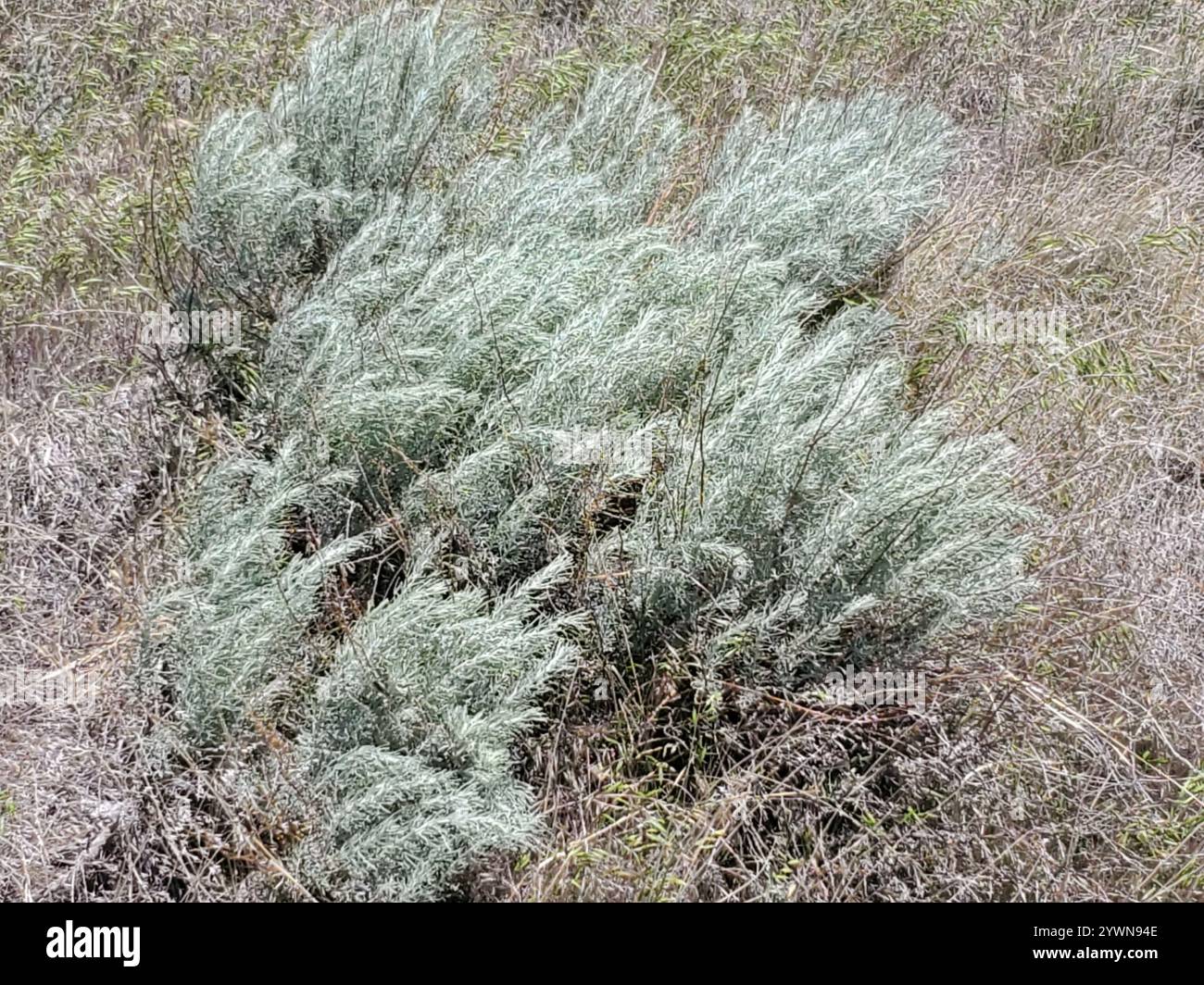 sand sagebrush (Artemisia filifolia Stock Photo - Alamy