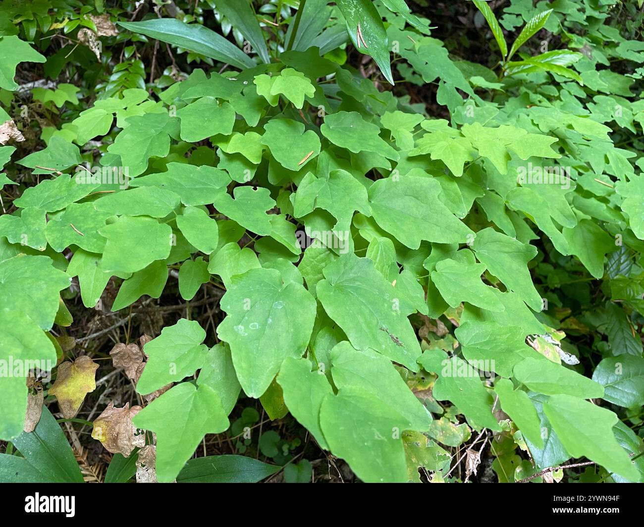 White Inside-out Flower (Vancouveria hexandra Stock Photo - Alamy