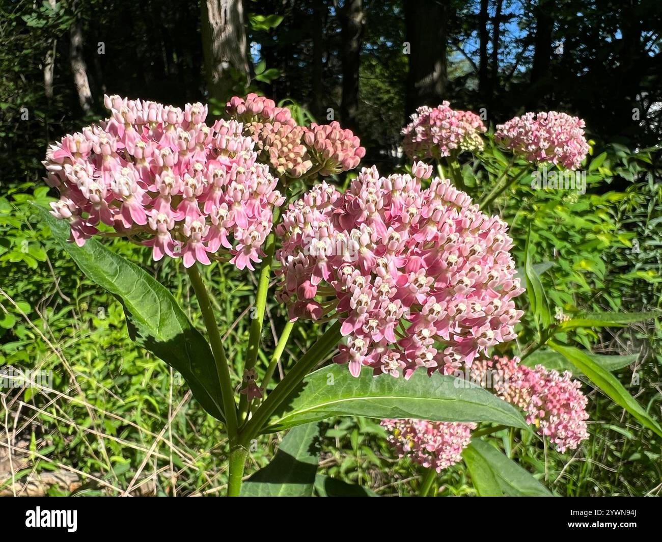 swamp milkweed (Asclepias incarnata Stock Photo - Alamy
