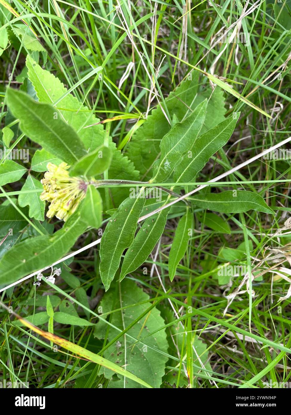 green comet milkweed (Asclepias viridiflora Stock Photo - Alamy