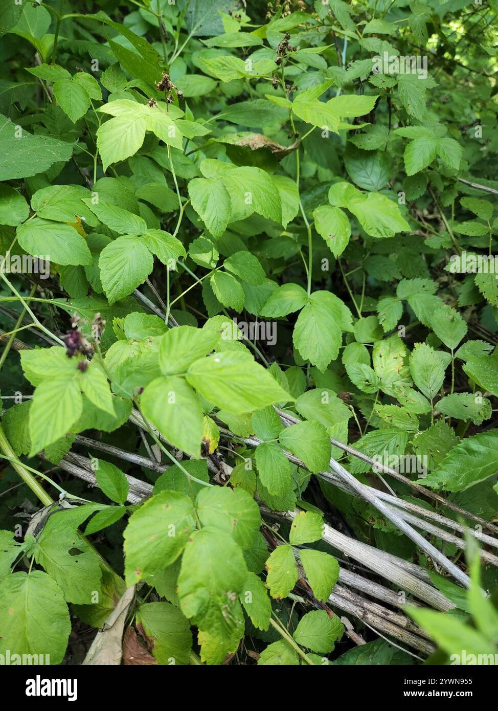 black raspberry (Rubus occidentalis Stock Photo - Alamy