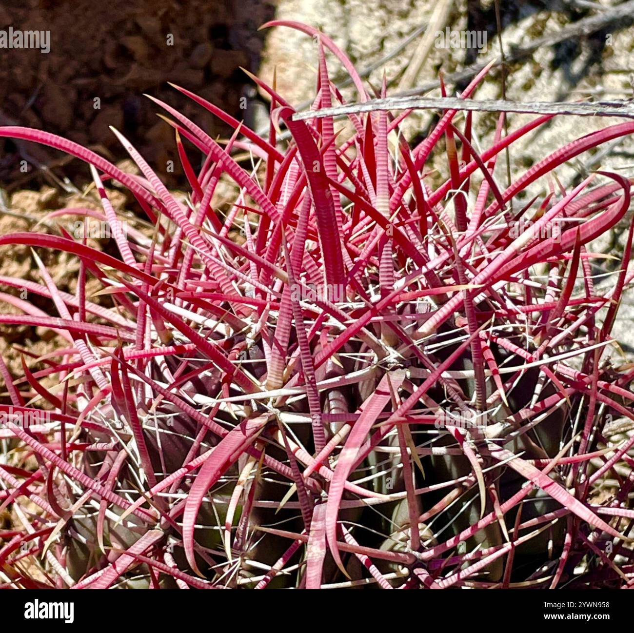 Fire Barrel Cactus (Ferocactus gracilis Stock Photo - Alamy