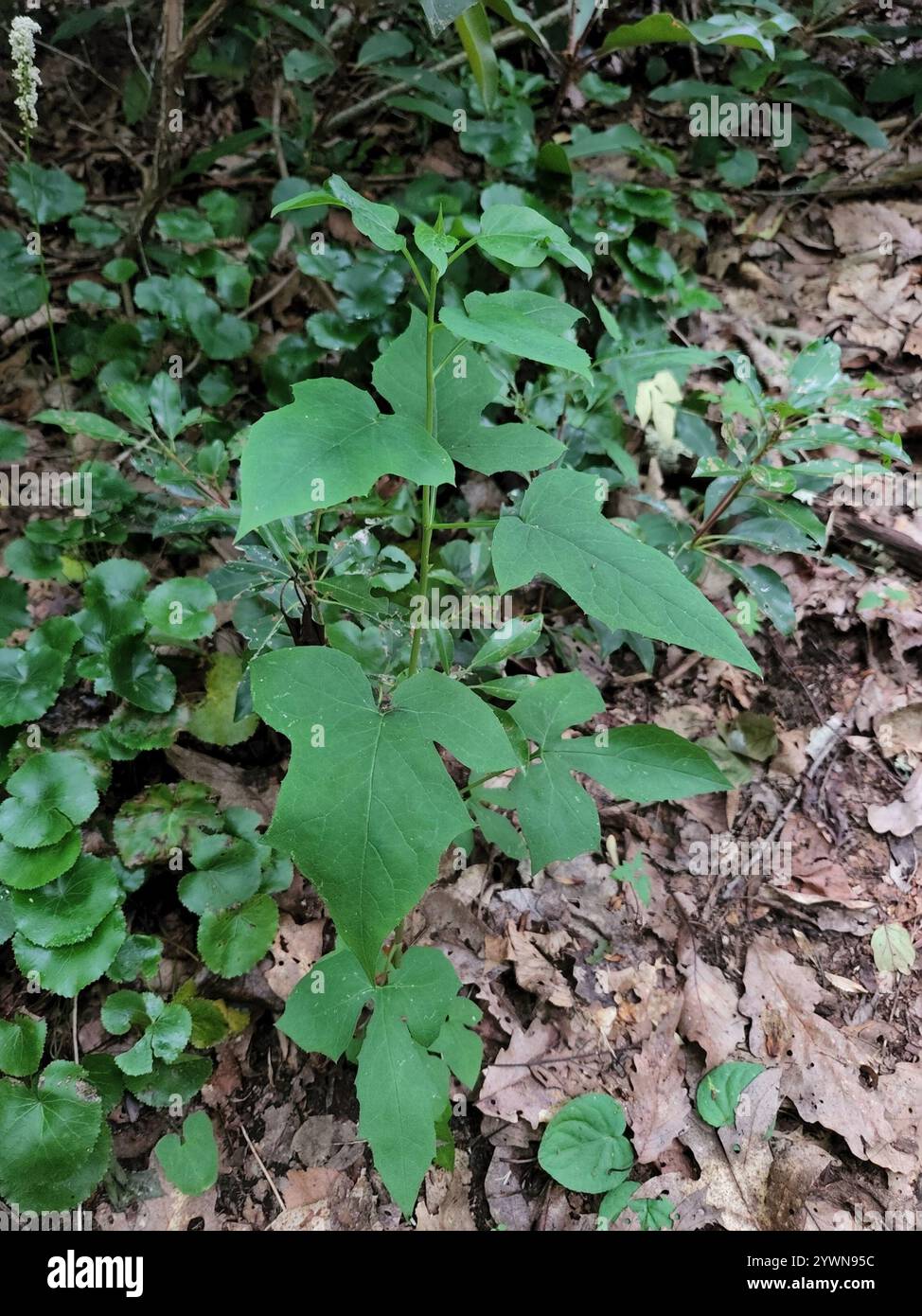 tall rattlesnake root (Nabalus altissimus Stock Photo - Alamy