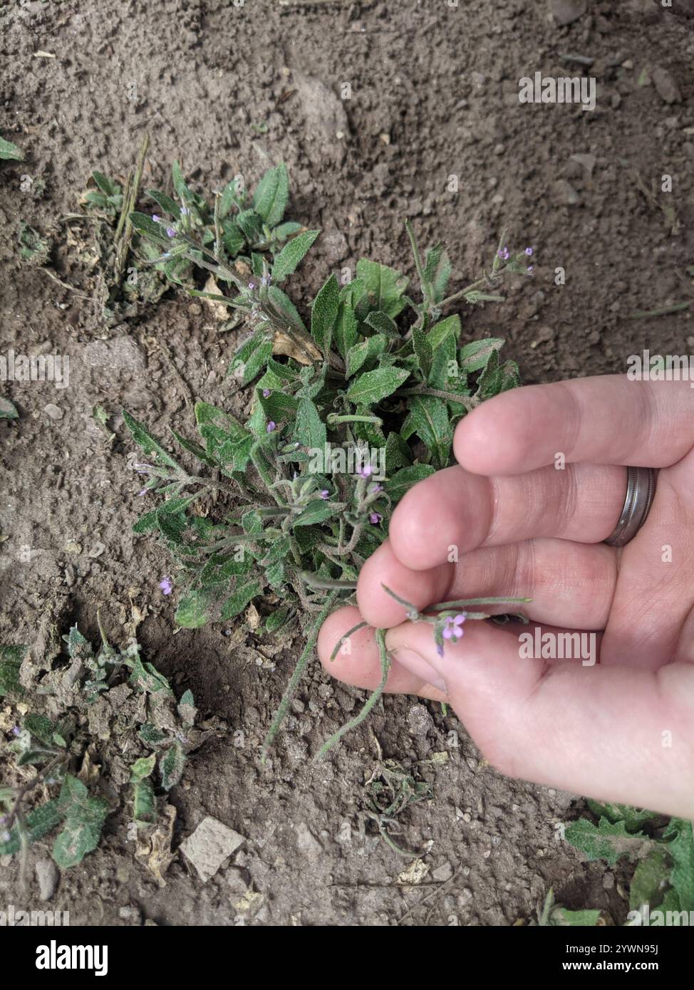 African mustard (Strigosella africana Stock Photo - Alamy