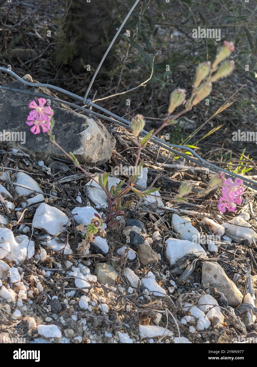 Mediterranean Catchfly (Silene colorata Stock Photo - Alamy