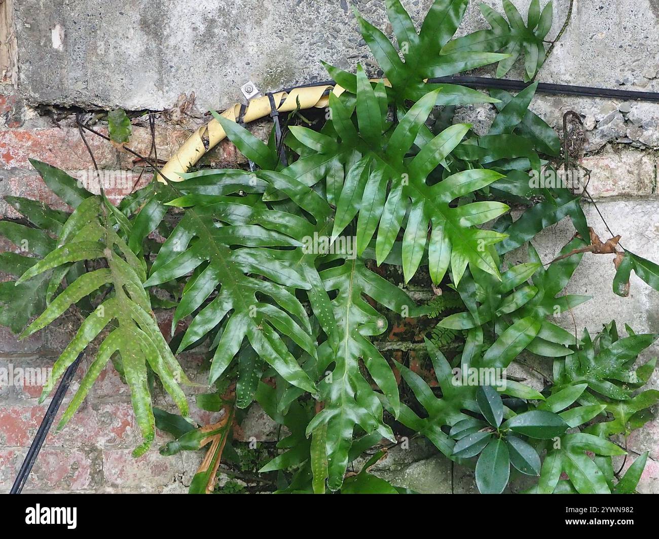 monarch fern (Microsorum scolopendria Stock Photo - Alamy