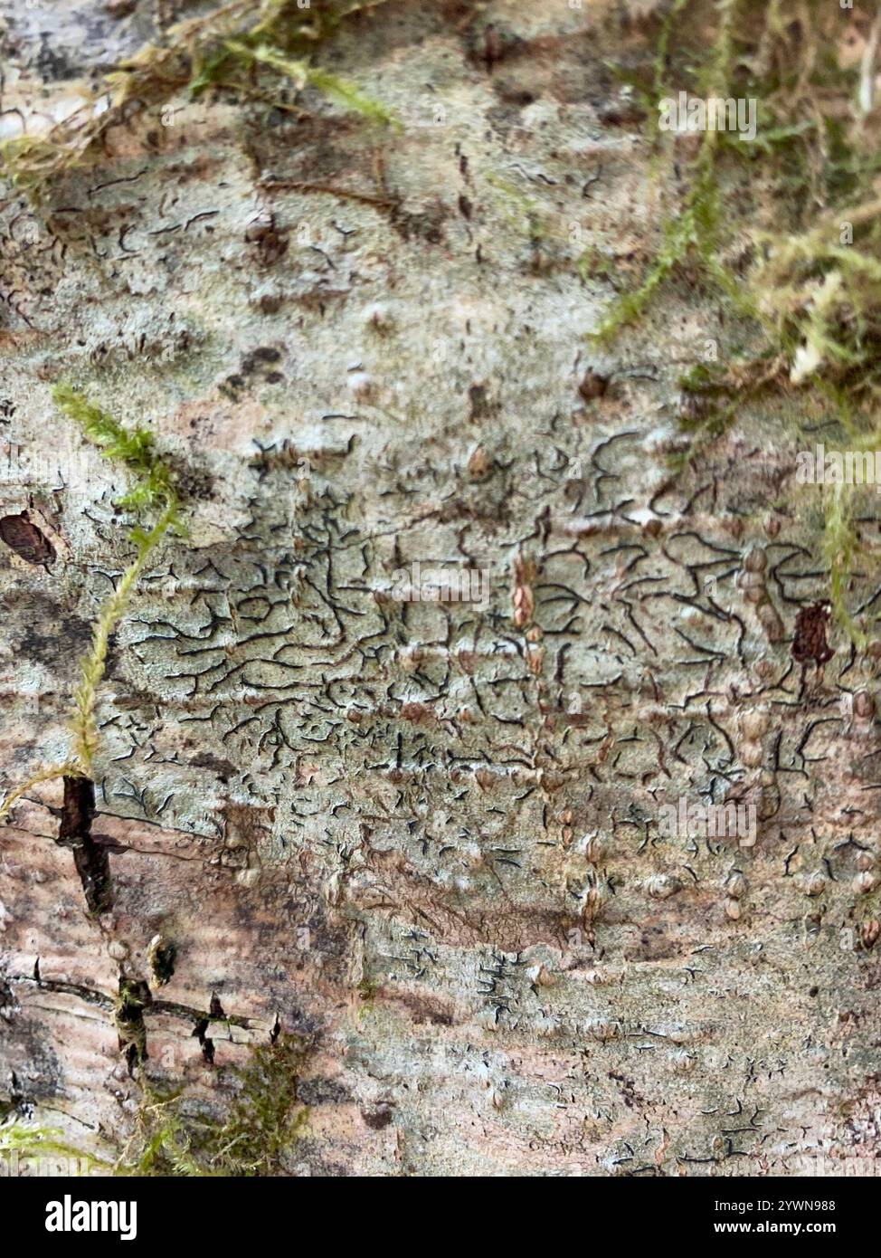 Common Script Lichen (Graphis scripta Stock Photo - Alamy