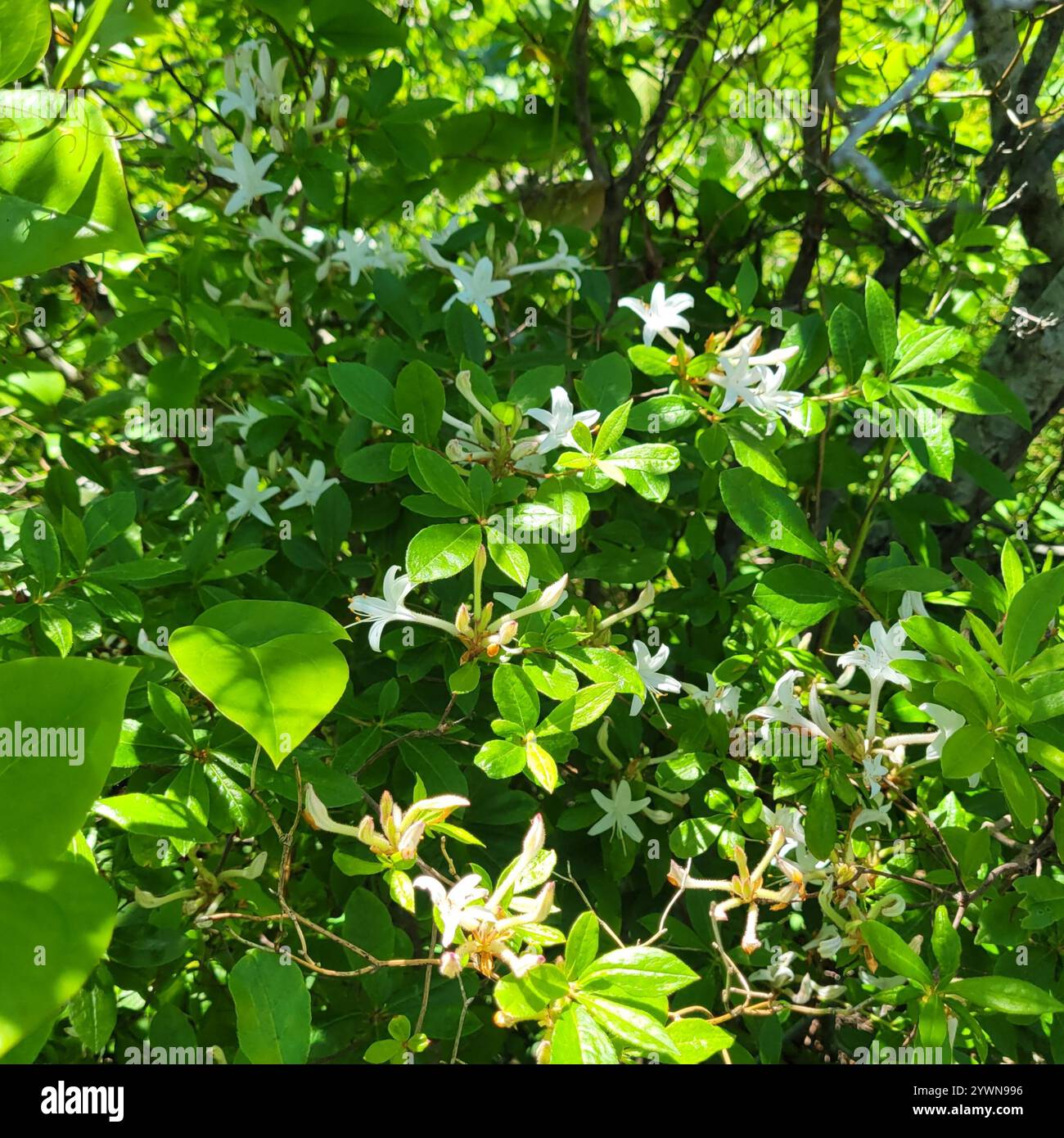 swamp azalea (Rhododendron viscosum Stock Photo - Alamy