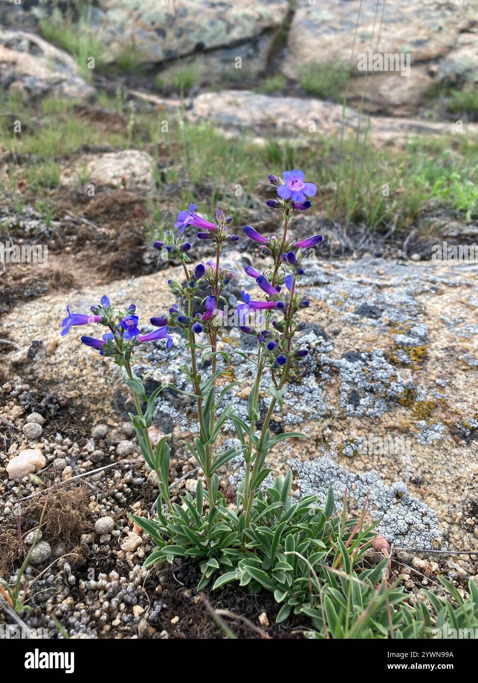Low Beardtongue (Penstemon humilis Stock Photo - Alamy