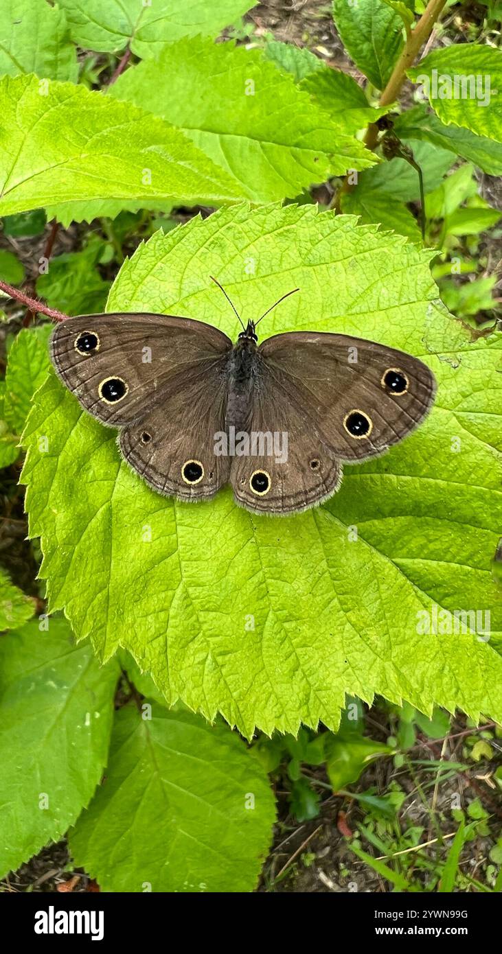 Little Wood Satyr (Megisto cymela Stock Photo - Alamy