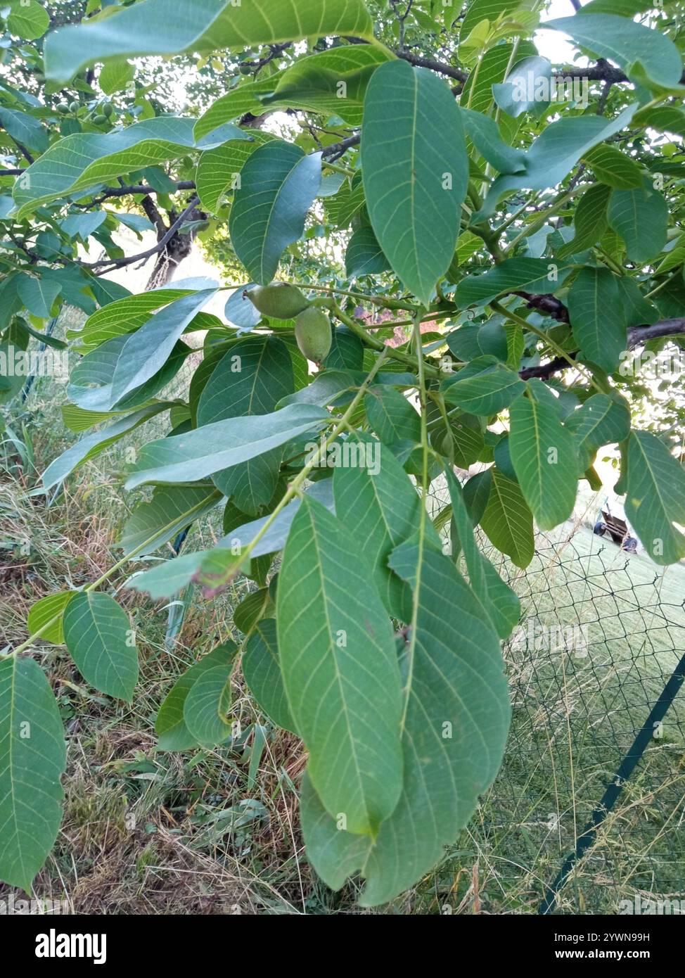 Persian walnut (Juglans regia Stock Photo - Alamy